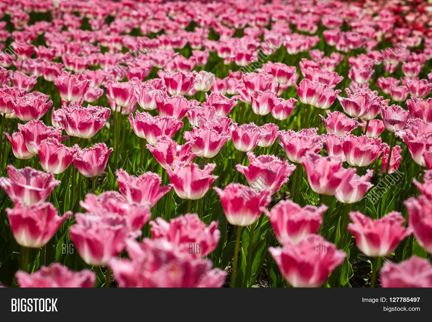 Field Spring Tulips, Image & Photo (Free Trial) | Bigstock