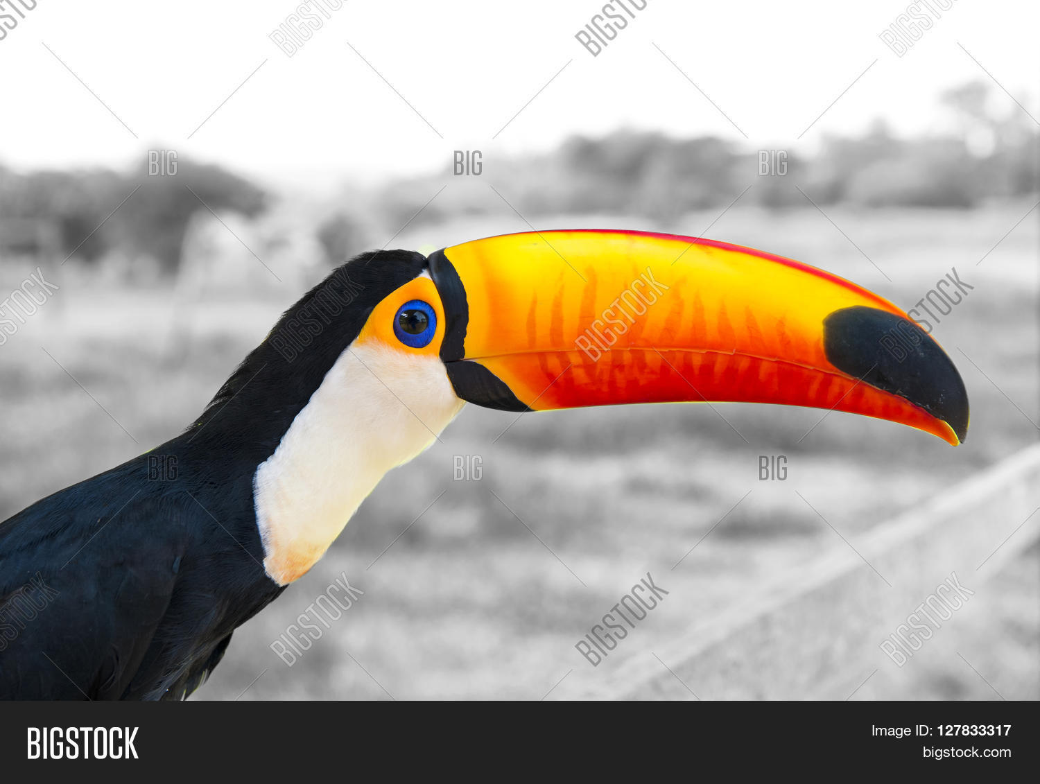 Funny Toucan Bird Image & Photo (Free Trial) | Bigstock