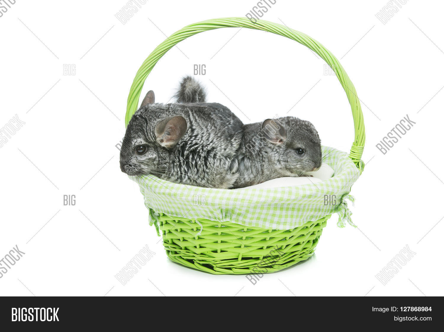 Chinchilla Mother Baby Image & Photo (Free Trial) | Bigstock