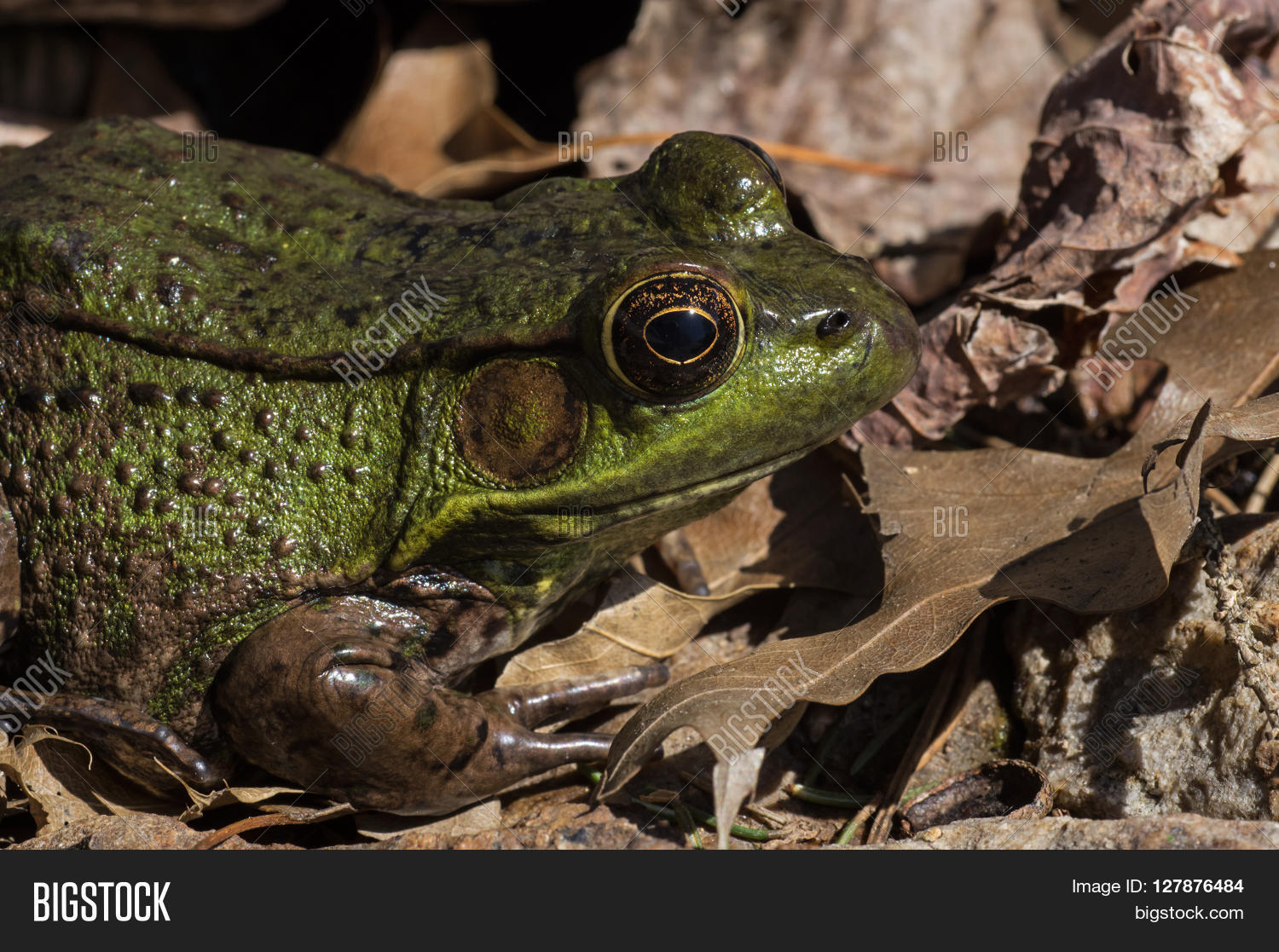 American Bullfrog Image & Photo (Free Trial) | Bigstock