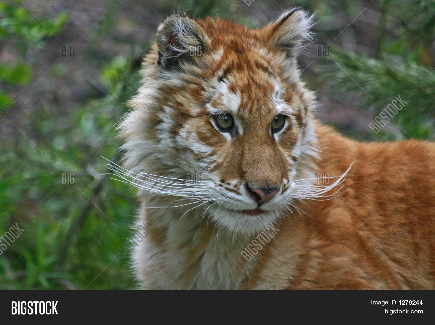 Golden Tabby Tiger Image & Photo (Free Trial) | Bigstock