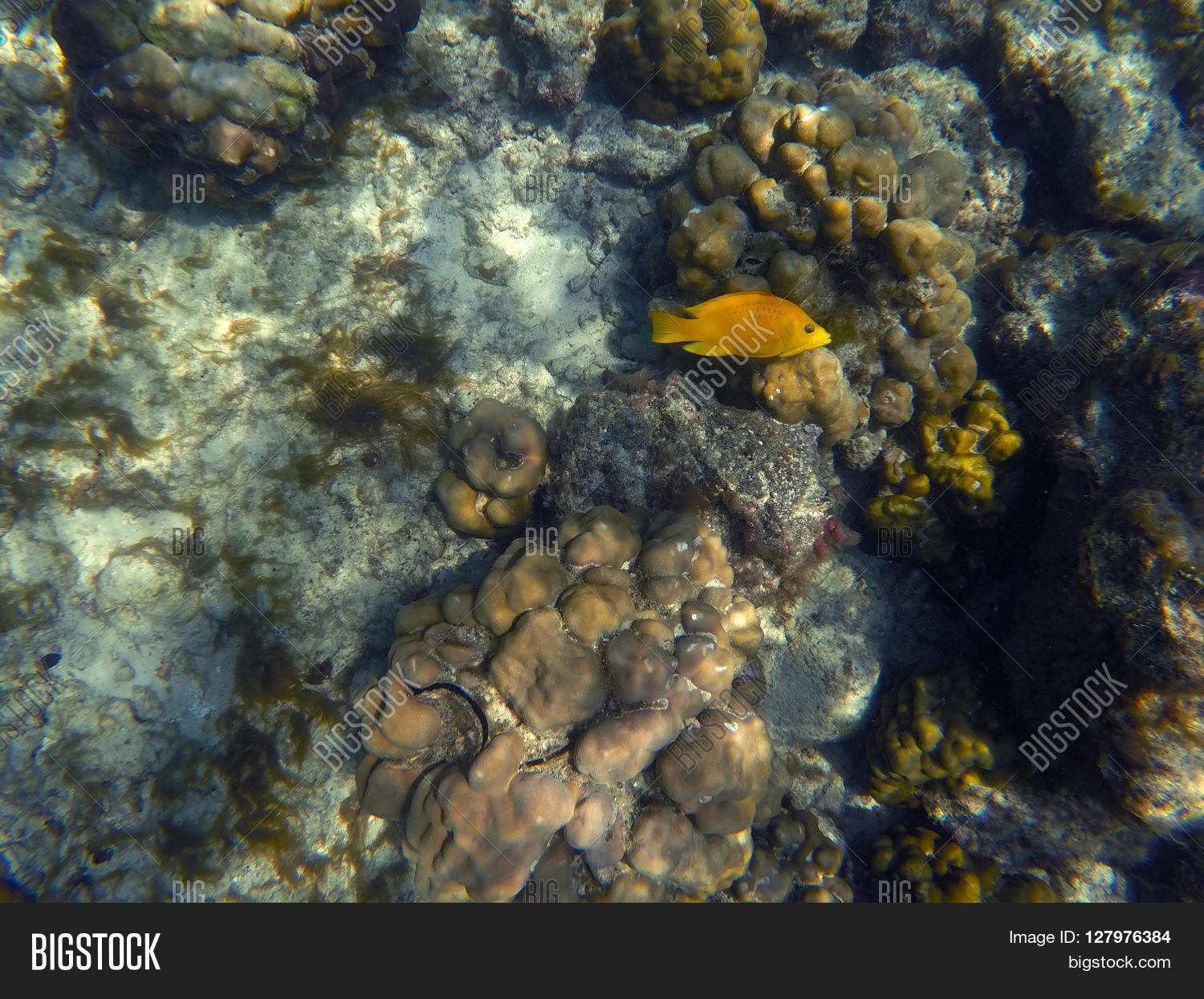Yellow Fish Coral Reef Image & Photo (Free Trial) | Bigstock