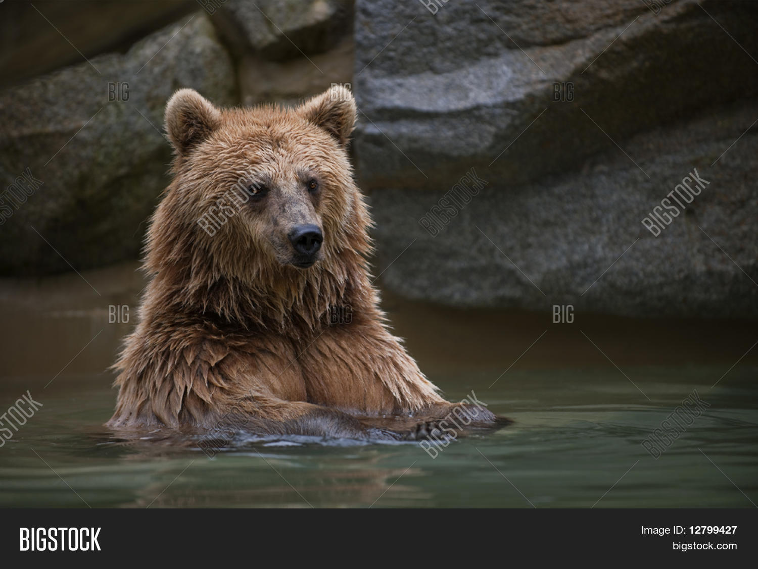 Brown Bear Swimming Image & Photo (Free Trial) | Bigstock