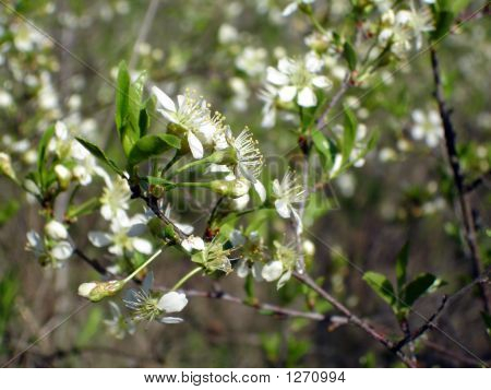 Landish Image & Photo (Free Trial) | Bigstock