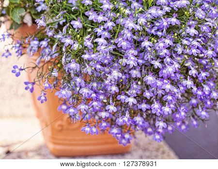 Summer Flower Lobelia Image & Photo (Free Trial) | Bigstock