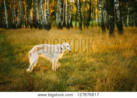 White Borzoi, Hunting Image & Photo (Free Trial) | Bigstock