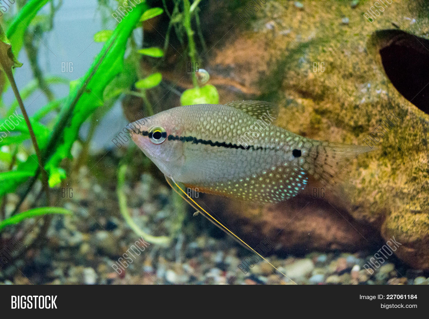 Pearl Gourami Fish Image & Photo (Free Trial) | Bigstock