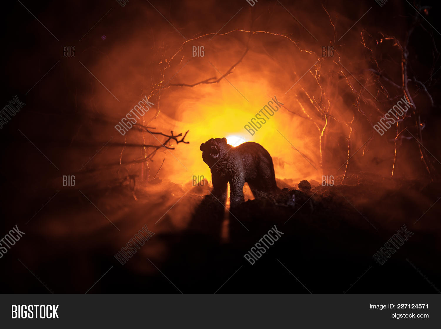 Angry Bear Behind Fire Image & Photo (Free Trial) | Bigstock