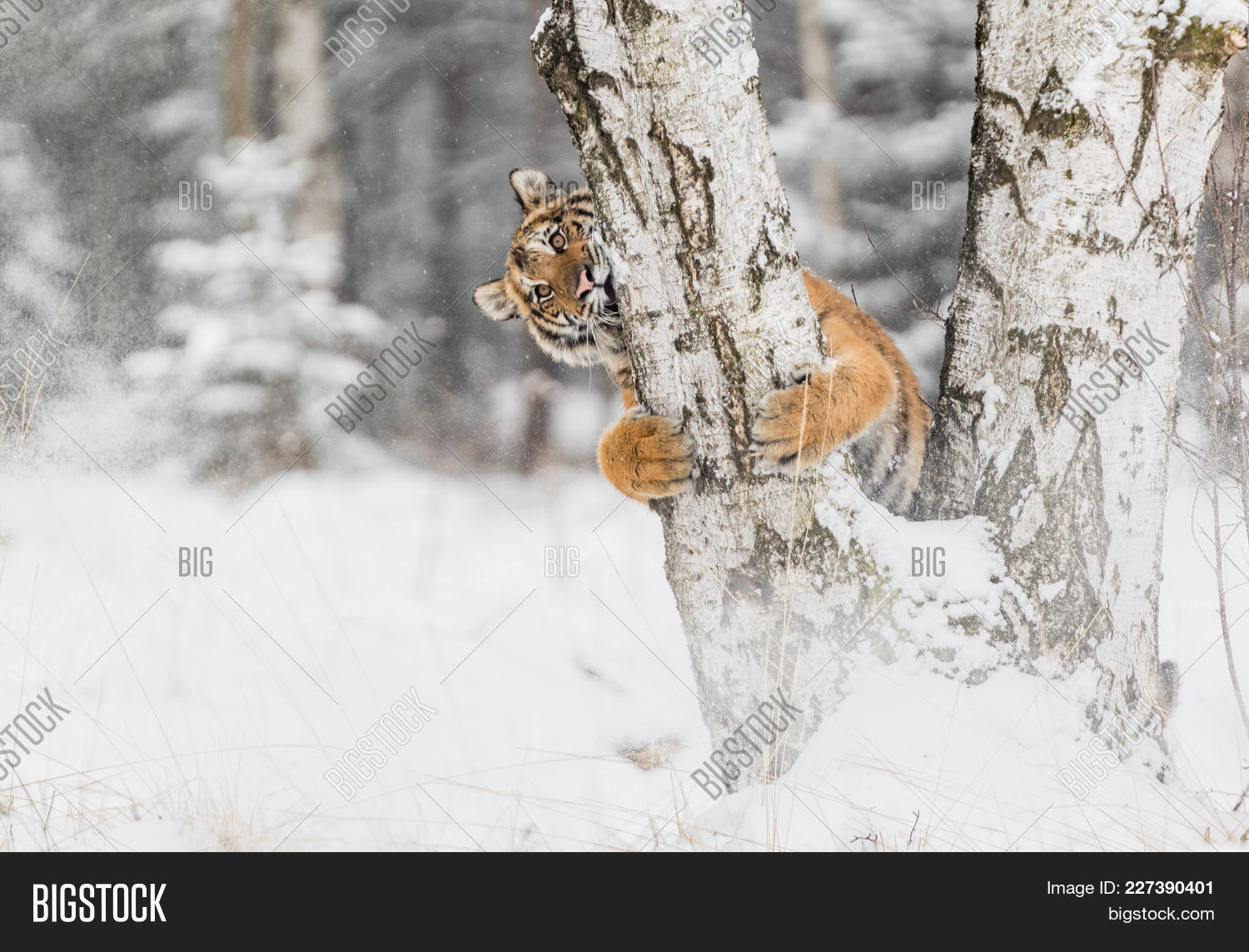 Tiger Climbs Tree Image & Photo (Free Trial) | Bigstock