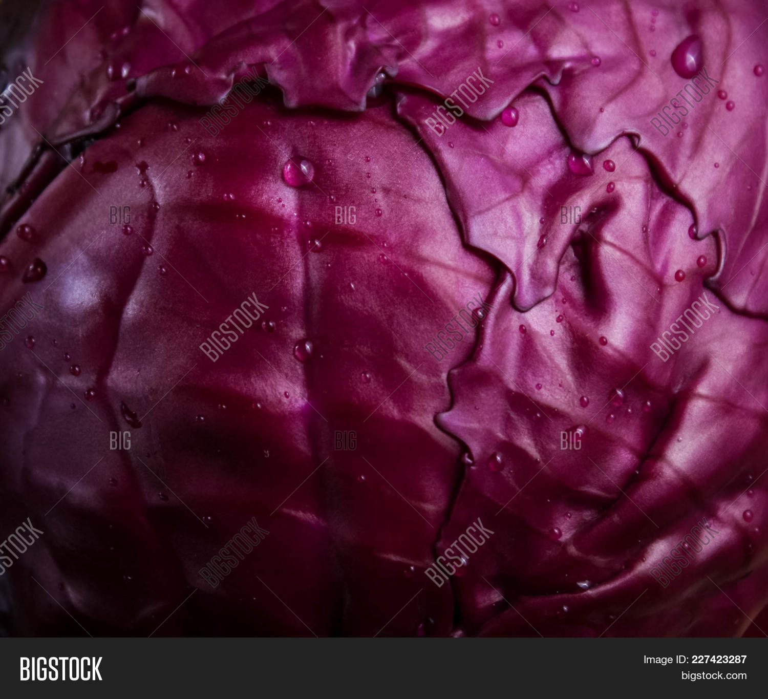 Head Fresh Red Cabbage Image & Photo (Free Trial) | Bigstock