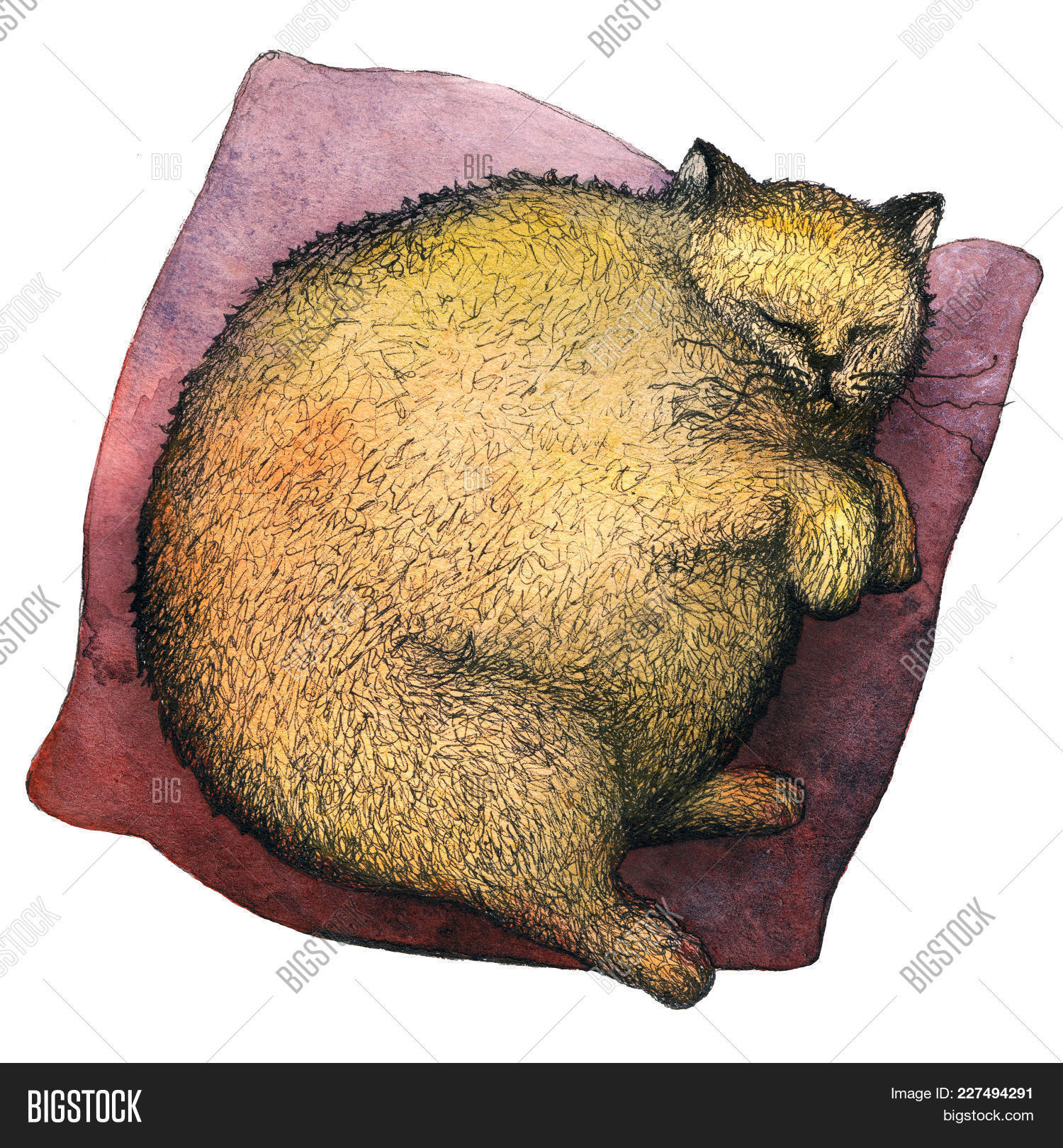 Fat Ginger Cat Image & Photo (Free Trial) | Bigstock