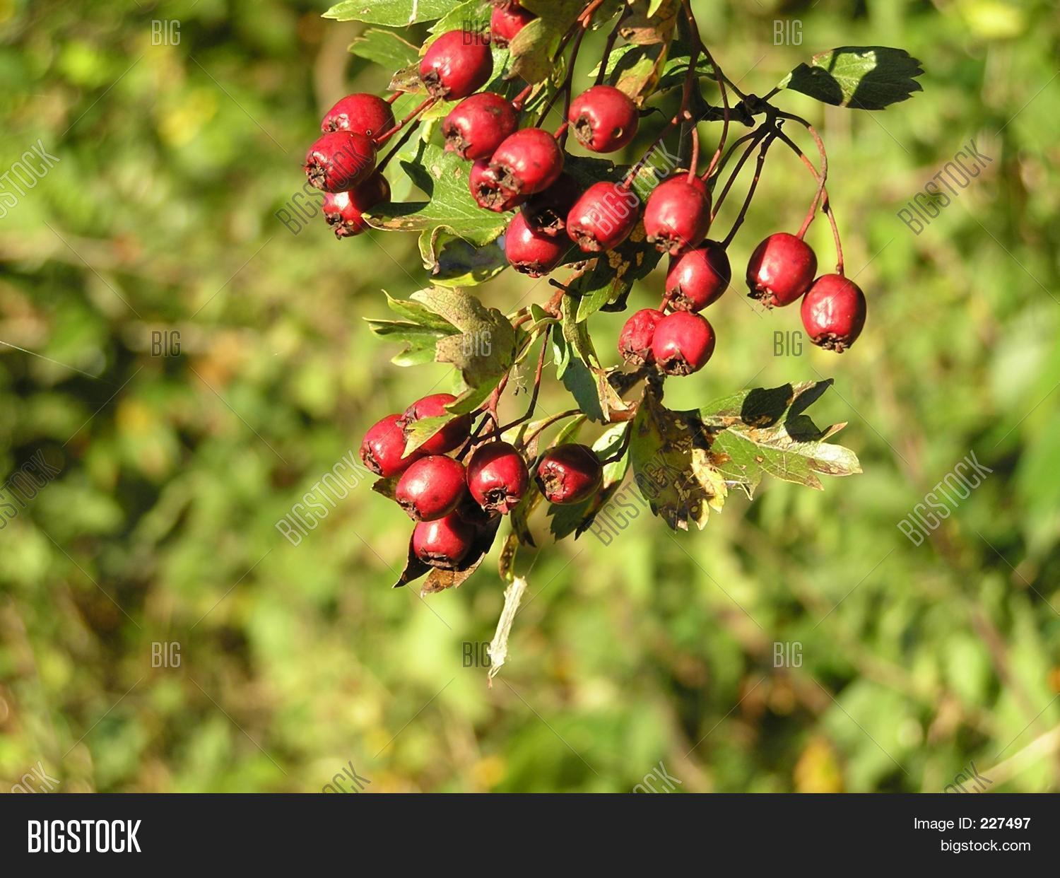 Aptitud Injusto Mancha árbol de frutos rojos pequeños y dulces apodo ...