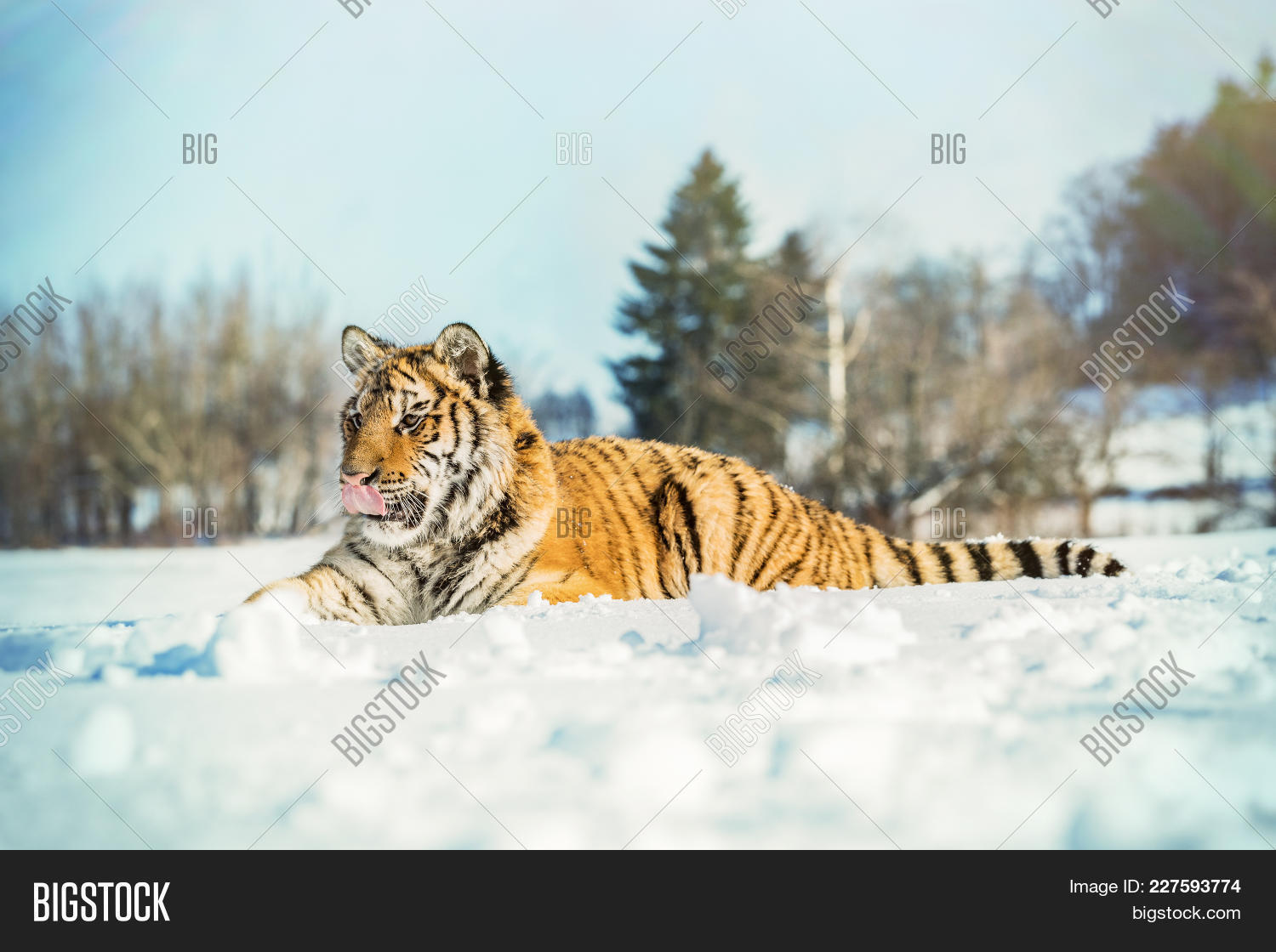 Tiger Portrait Cold Image & Photo (Free Trial) | Bigstock