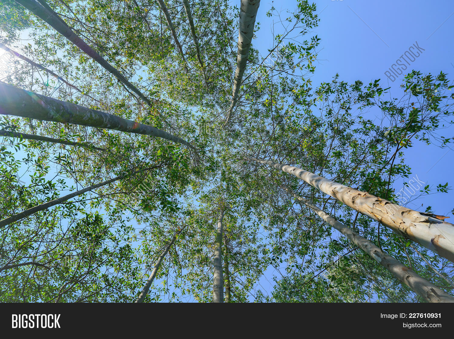 Tall Trees Rising Image & Photo (Free Trial) | Bigstock