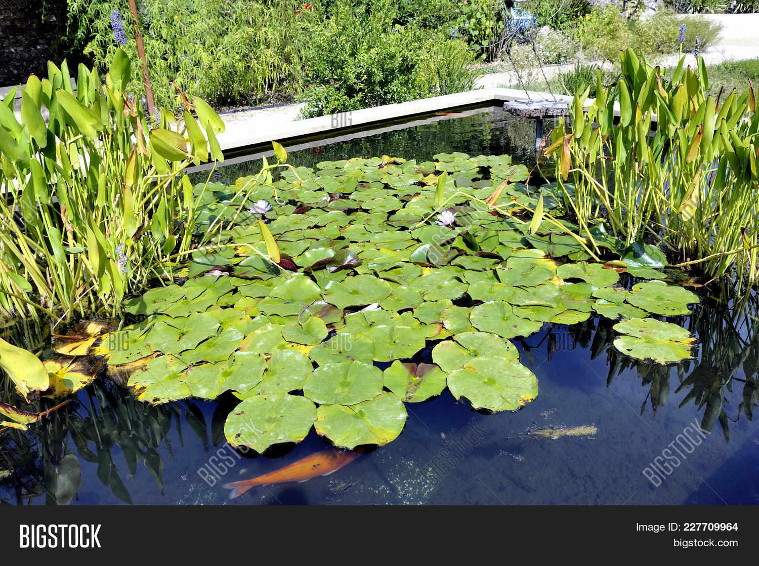 Water Lilies Basin Image & Photo (Free Trial) | Bigstock