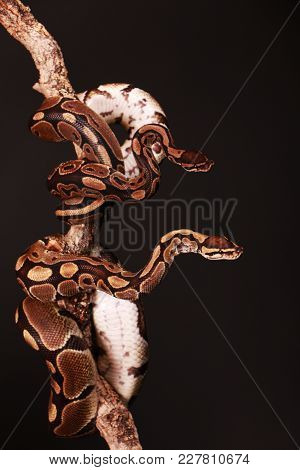 Two Headed Ball Python Images, Illustrations & Vectors (Free) - Bigstock