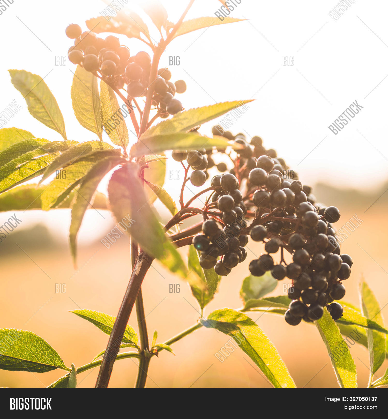 Clusters Fruit Black Image & Photo (Free Trial) | Bigstock