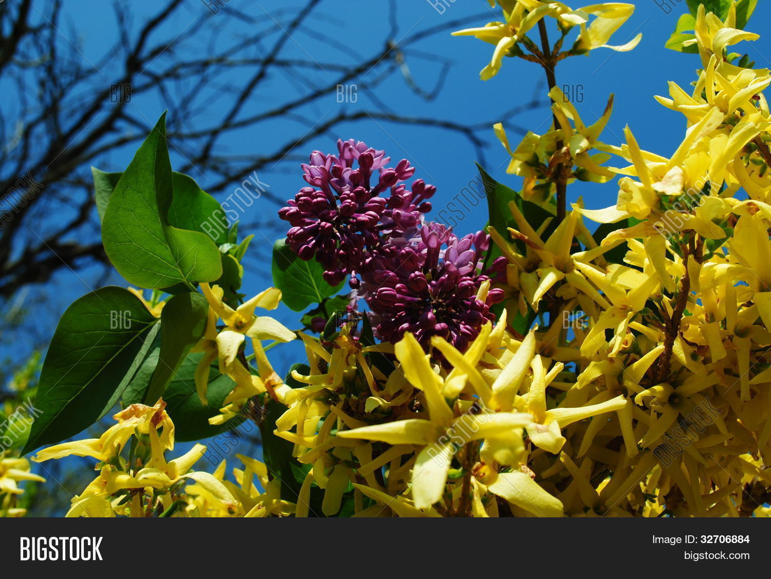 Forsythia Lilacs Image & Photo (Free Trial) | Bigstock