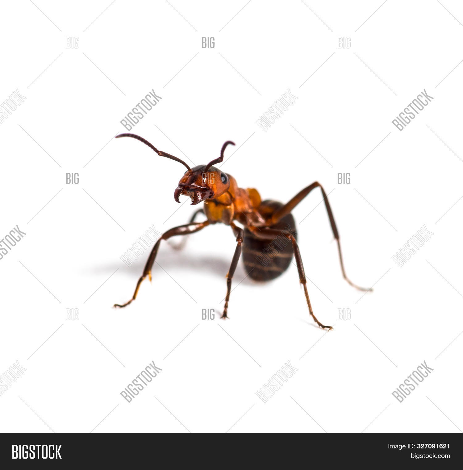European Red Wood Ant Image & Photo (Free Trial) | Bigstock