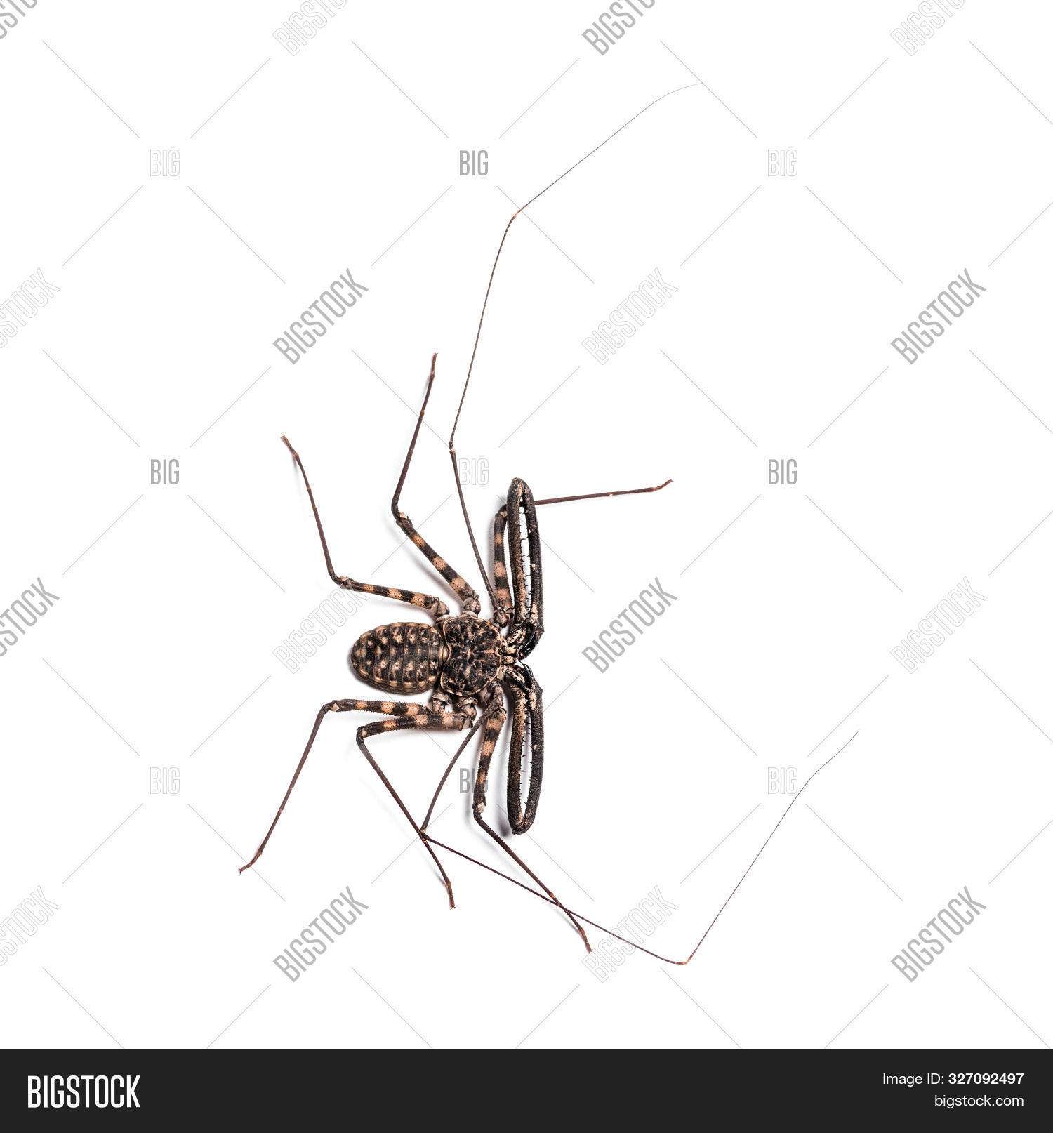 Damon Diadema Species Image & Photo (Free Trial) | Bigstock