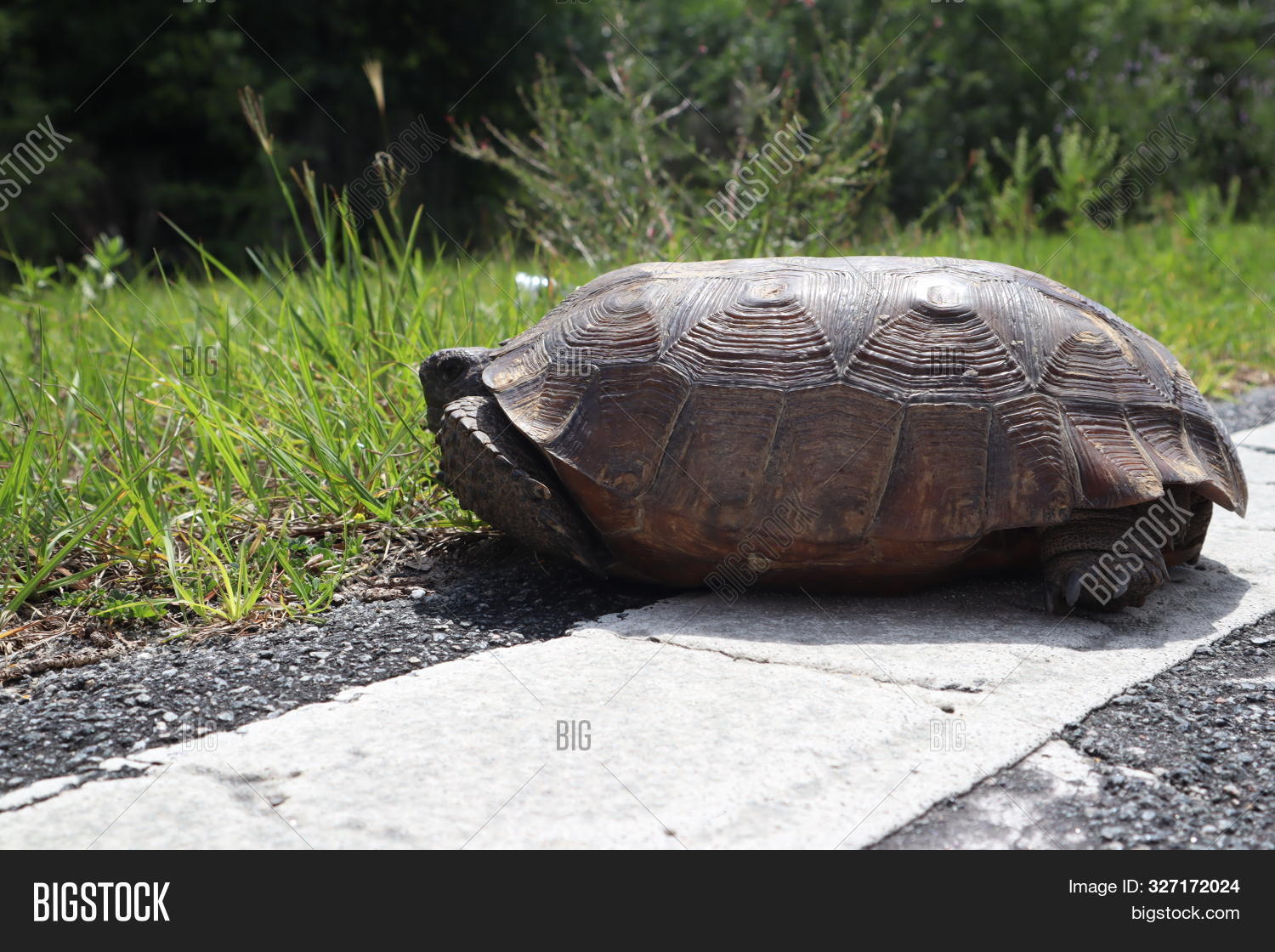 Turtle Crosses Road. Image & Photo (Free Trial) | Bigstock