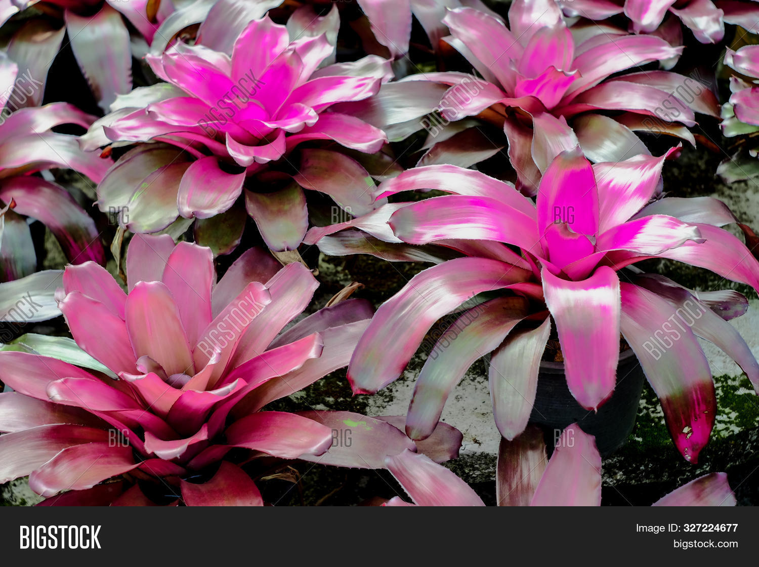 Neoregelia Tropical Image & Photo (Free Trial) | Bigstock