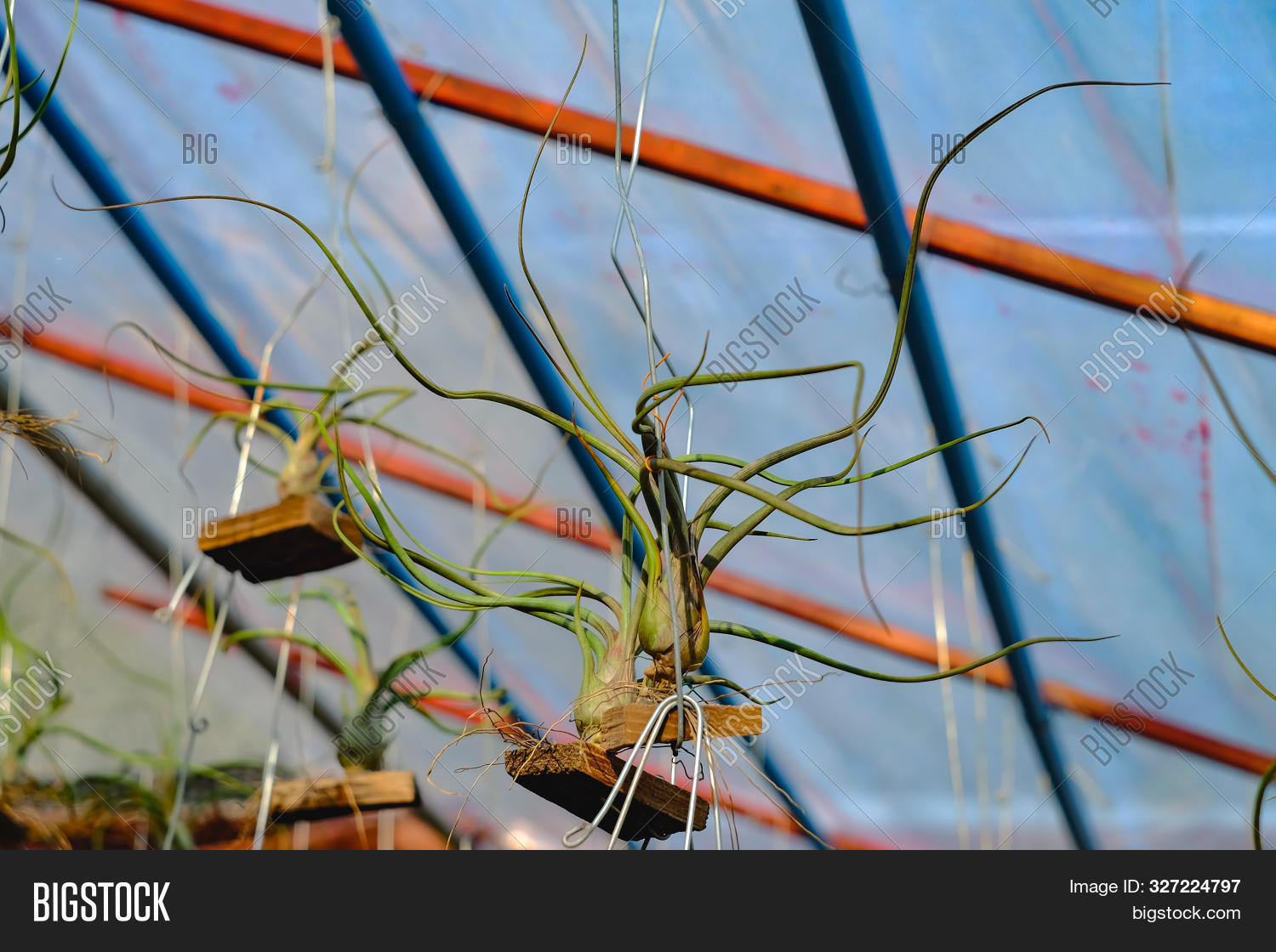 Tillandsia Airplant Image & Photo (Free Trial) | Bigstock