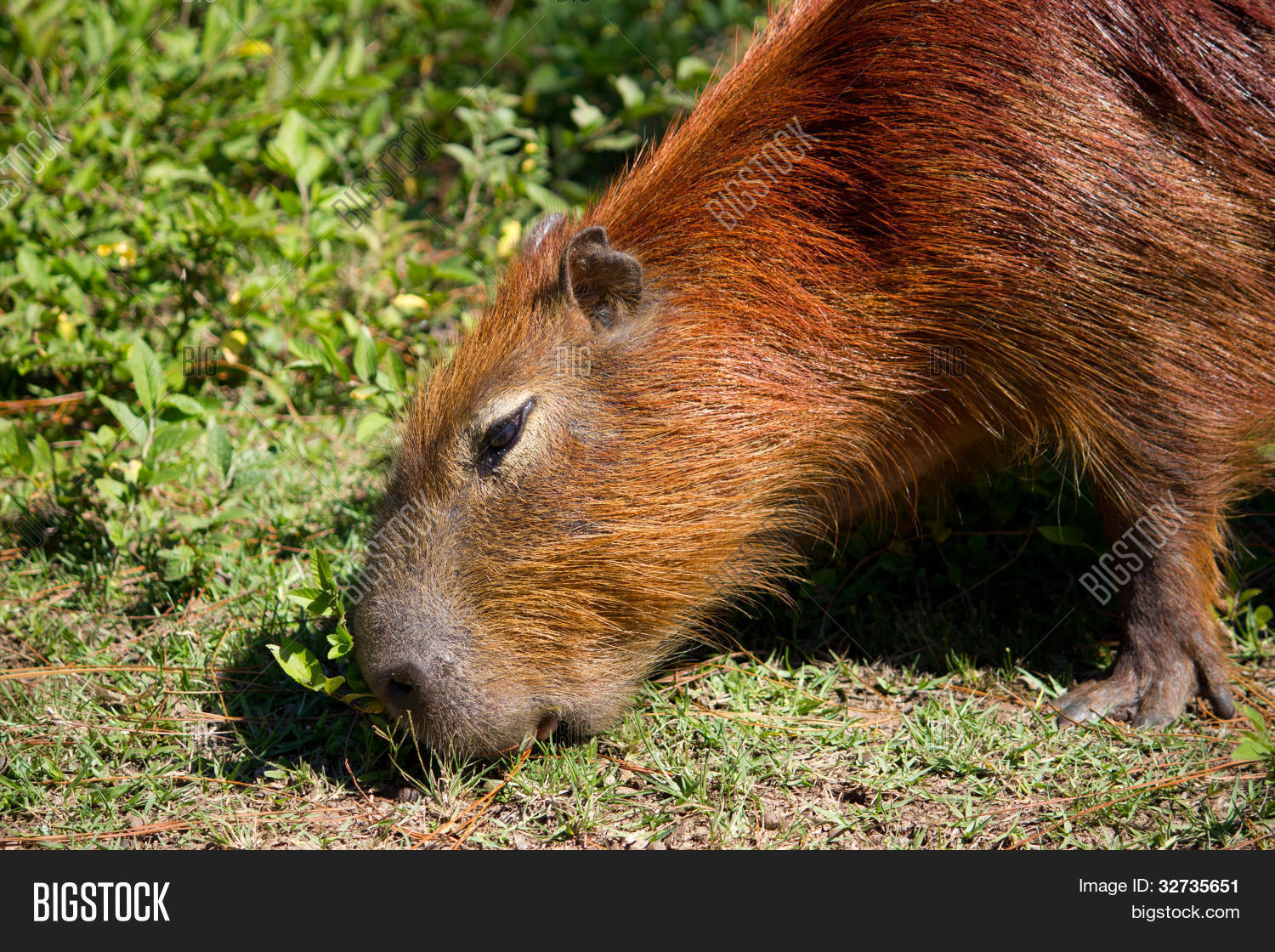 Capybara Lunching Image & Photo (Free Trial) | Bigstock