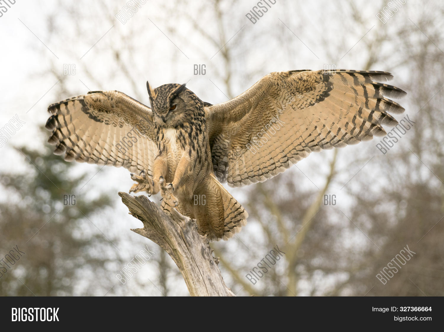 Great Horned Owl Landing