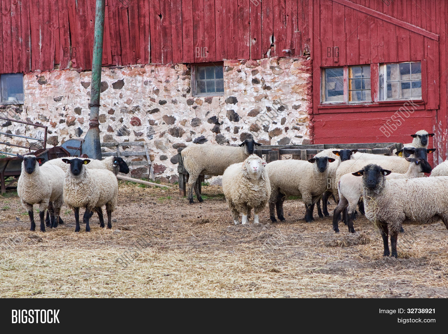 Sheep Near Barn Image & Photo (Free Trial) | Bigstock
