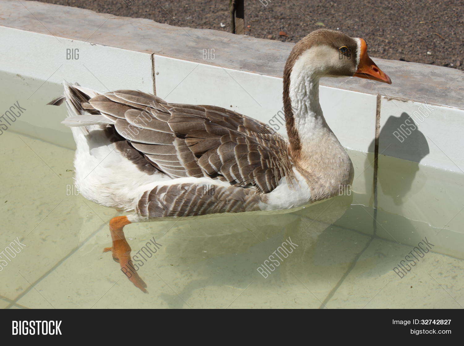 Goose Swimming Image & Photo (Free Trial) | Bigstock