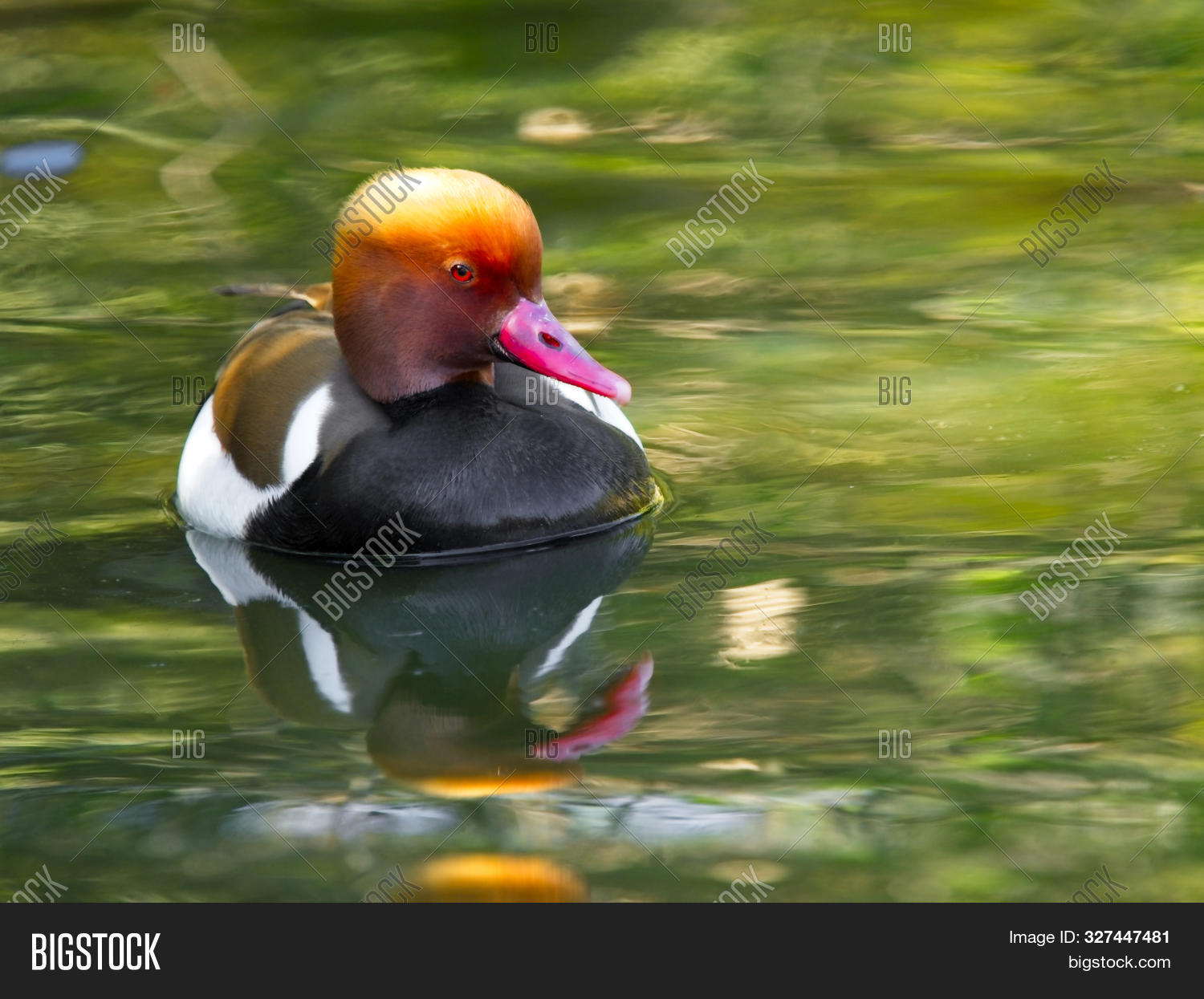 Red Duck Specimen Image & Photo (Free Trial) | Bigstock