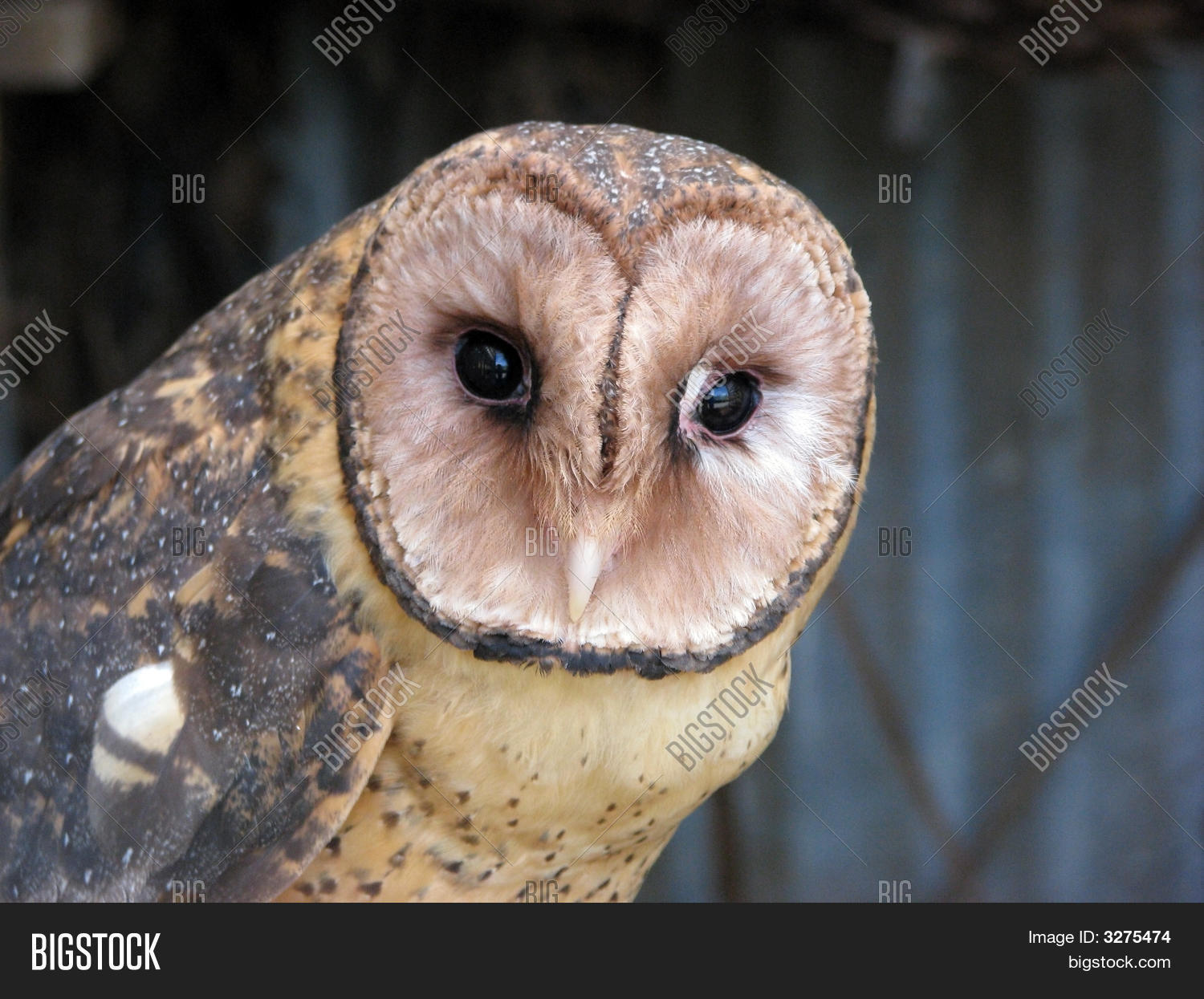 Masked Owl Image & Photo (Free Trial) | Bigstock