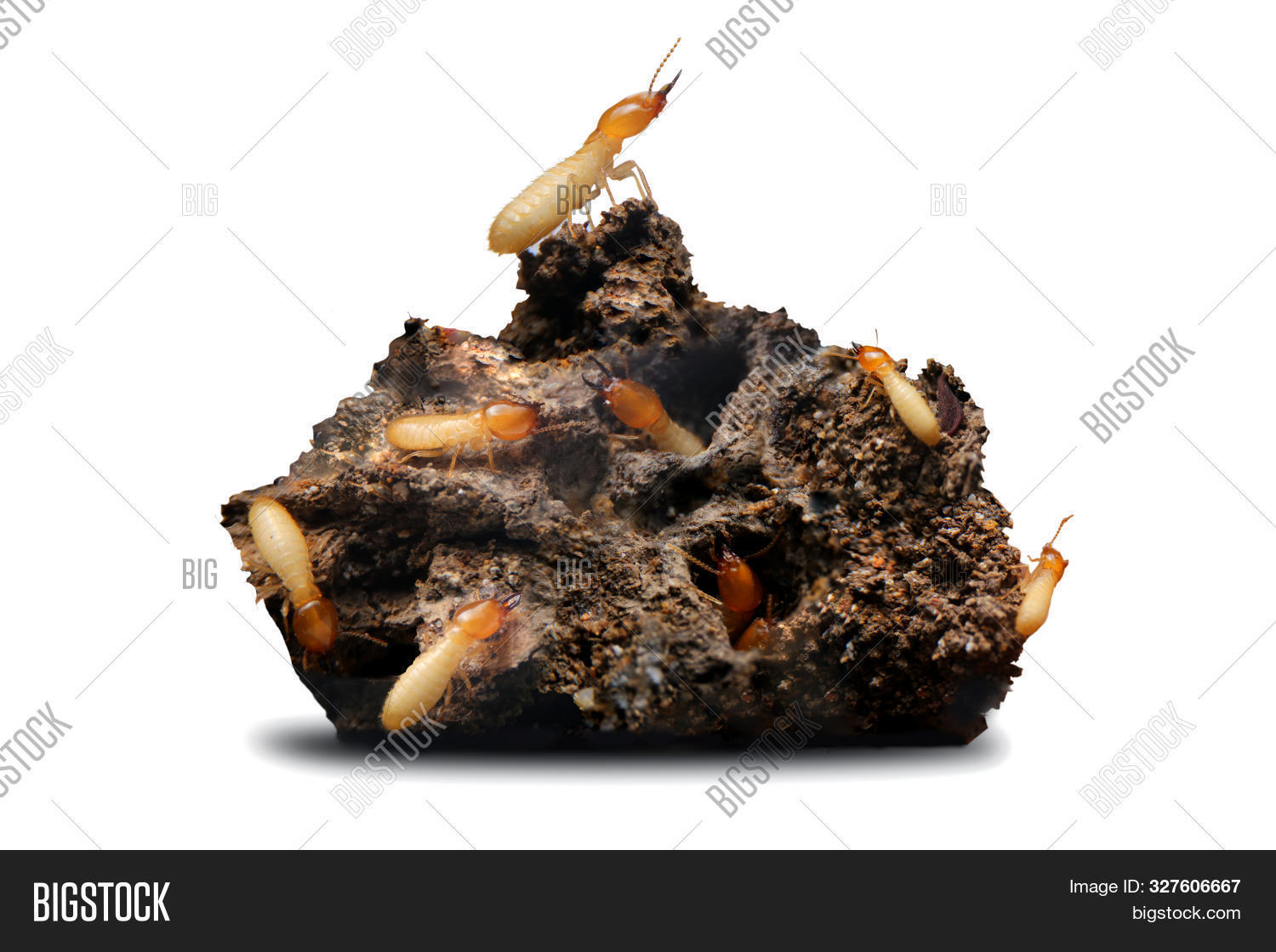 Group Termite On Image & Photo (Free Trial) | Bigstock