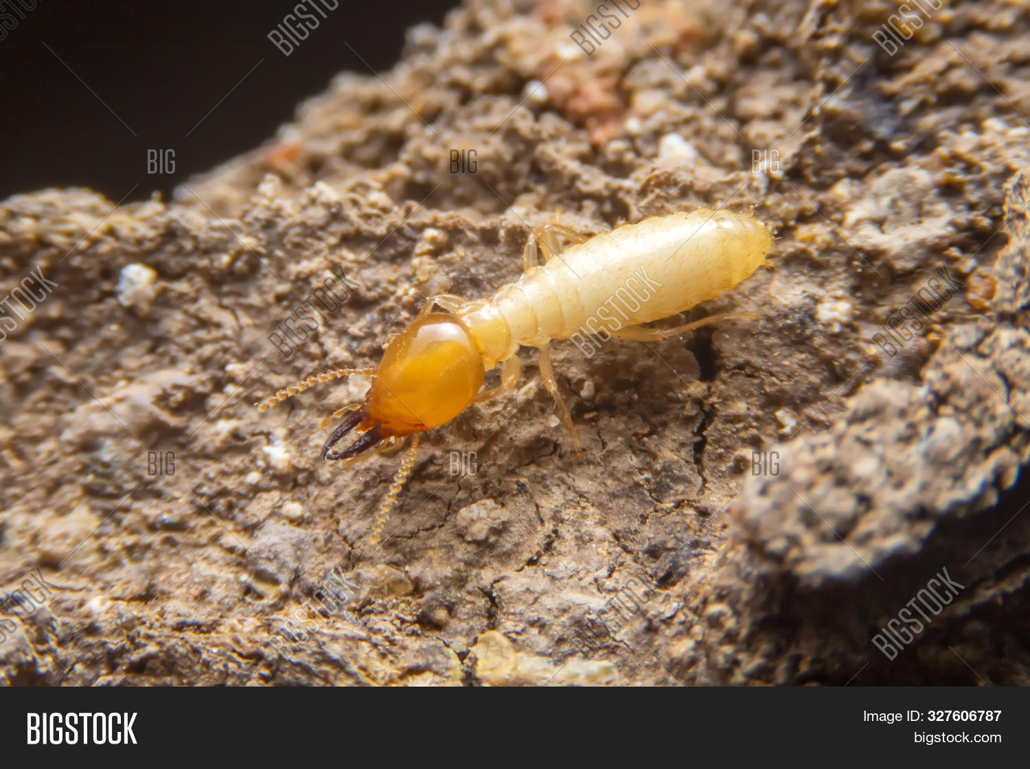 Termite On Ground Image & Photo (Free Trial) | Bigstock