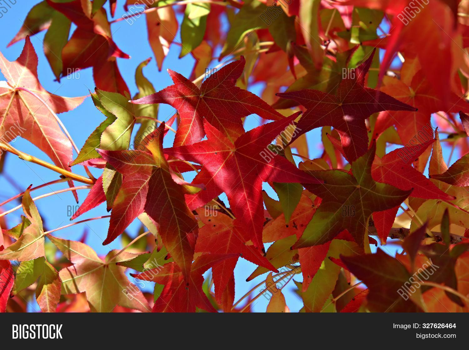 Liquid Amber Tree Image & Photo (Free Trial) | Bigstock
