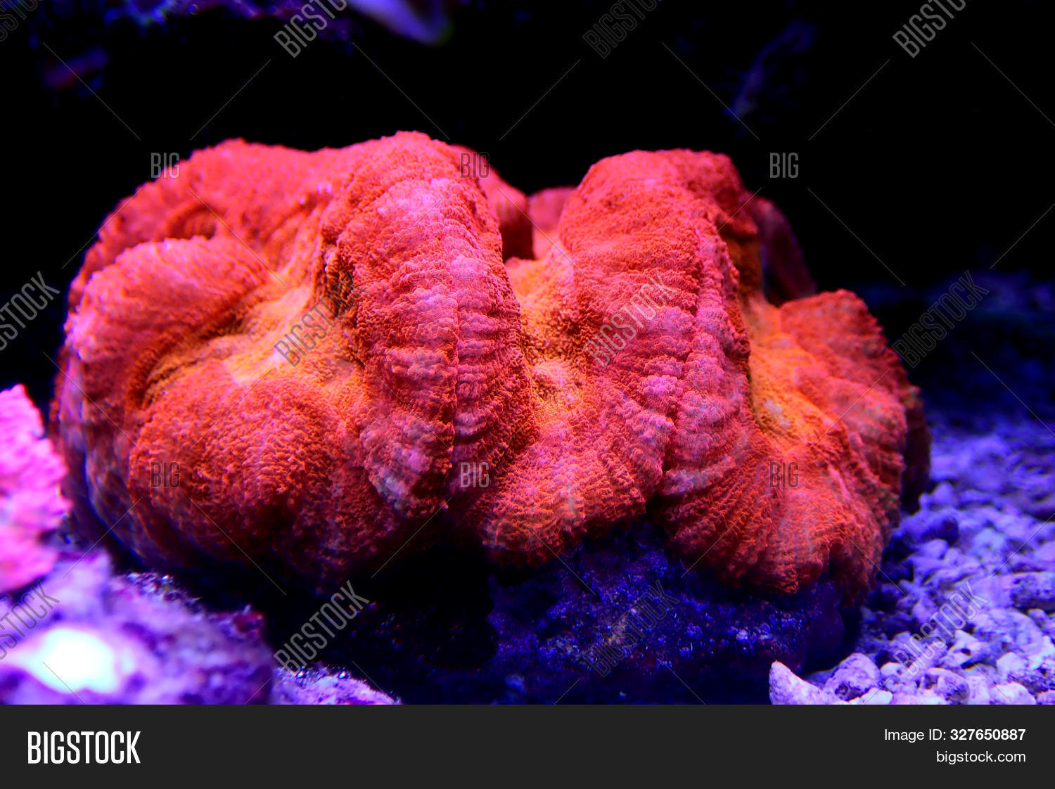 Colorful Aussie Image & Photo (Free Trial) | Bigstock