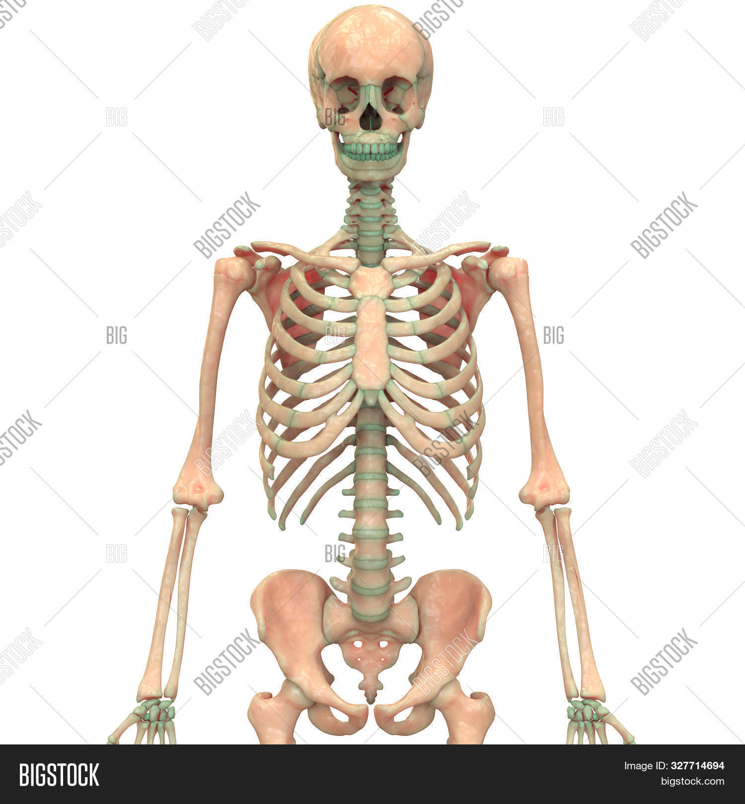 3d Illustration Human Image & Photo (Free Trial) | Bigstock