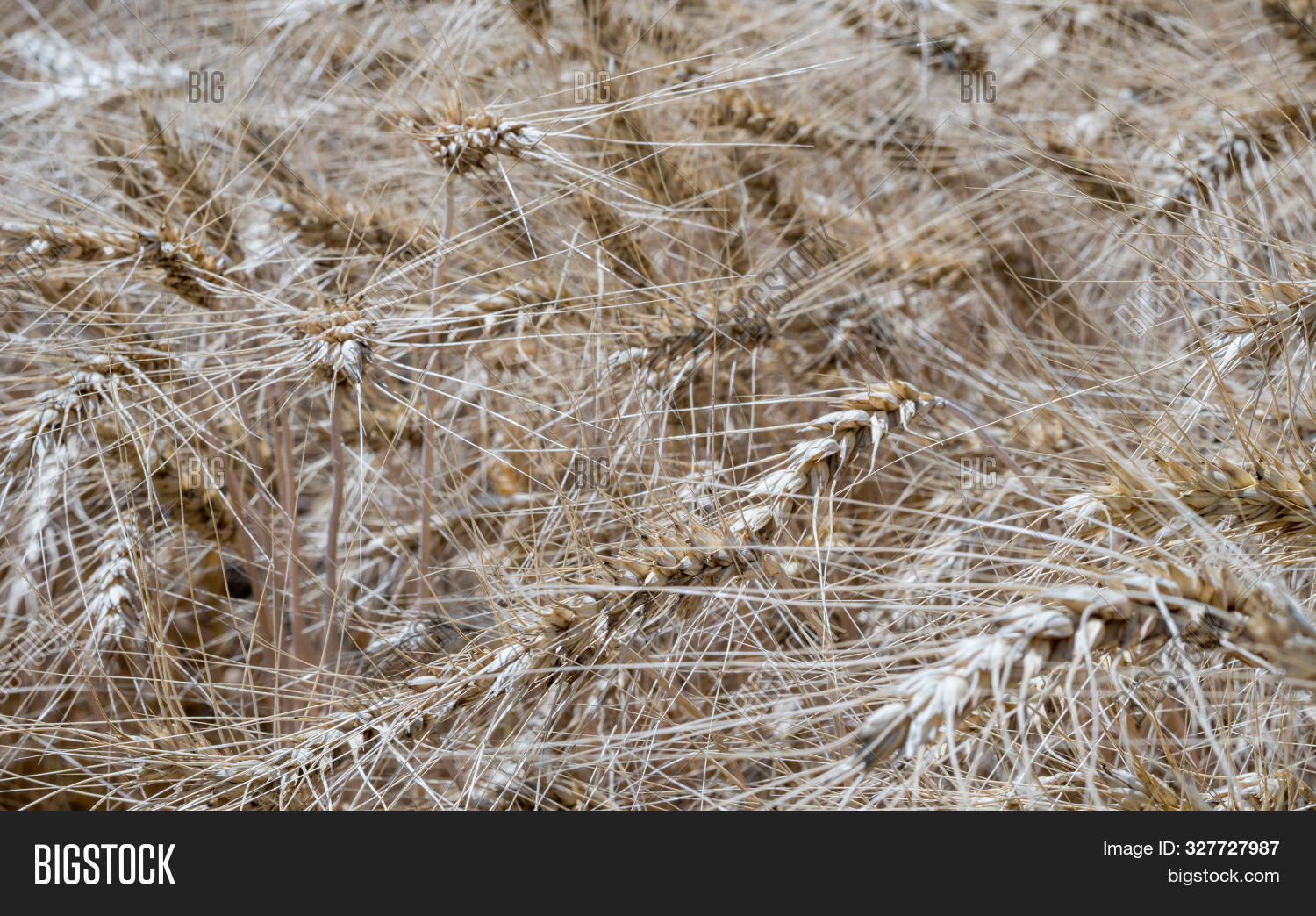 Ripened Grain Crop ( Image & Photo (Free Trial) | Bigstock
