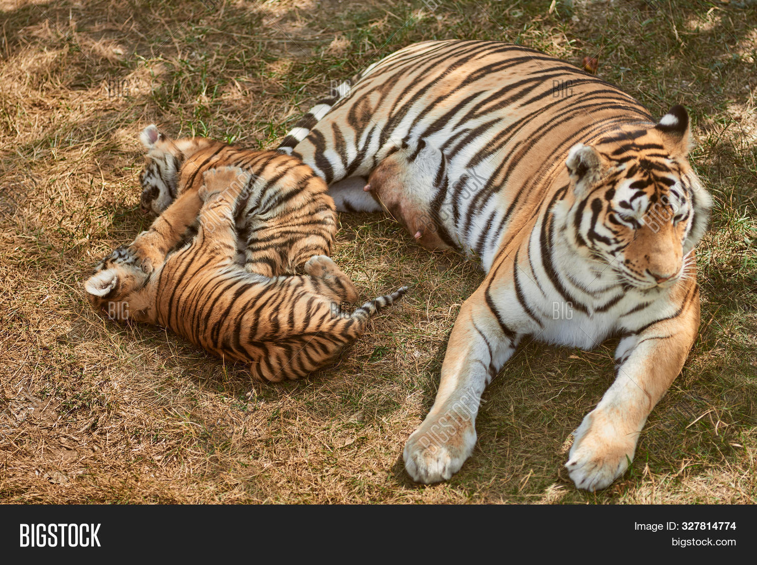 Mom Tigress Two Babies Image & Photo (Free Trial) | Bigstock