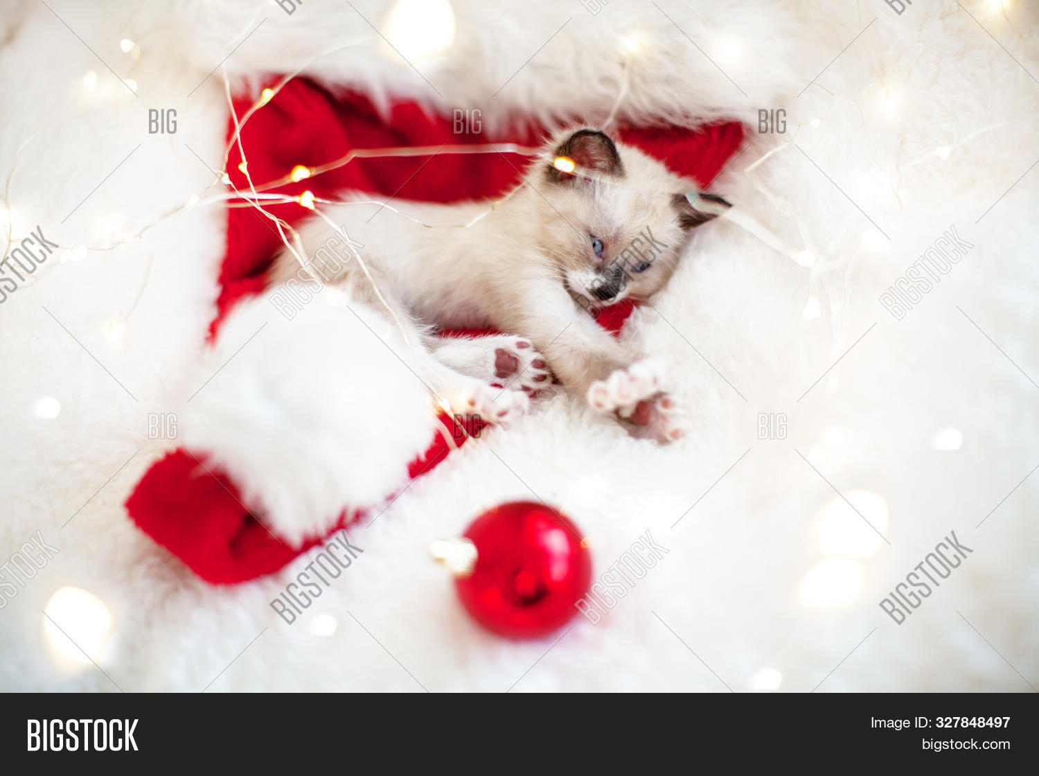 Kitten Sleep Christmas Image & Photo (Free Trial) | Bigstock