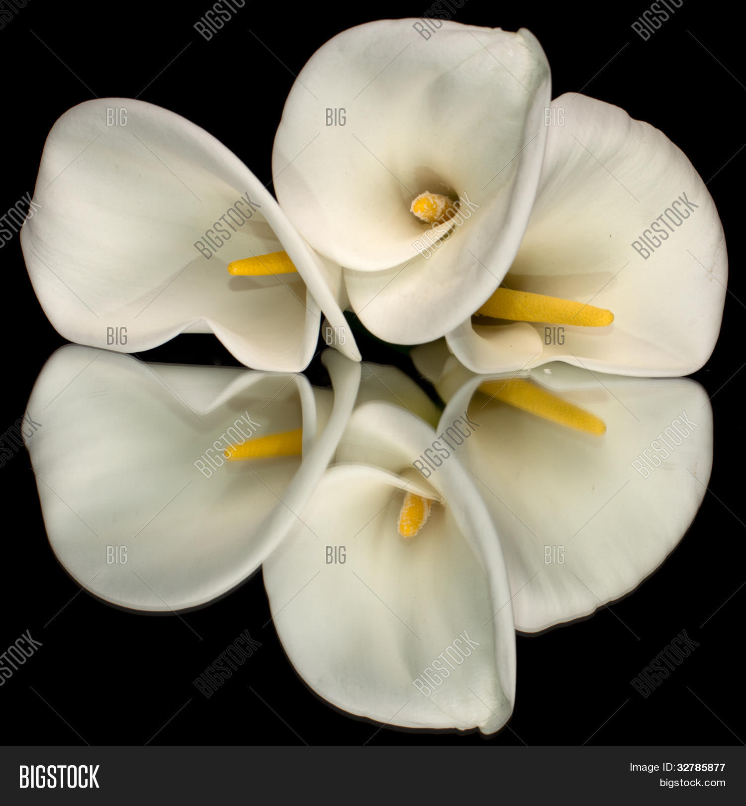 Three White Calla Image & Photo (Free Trial) | Bigstock