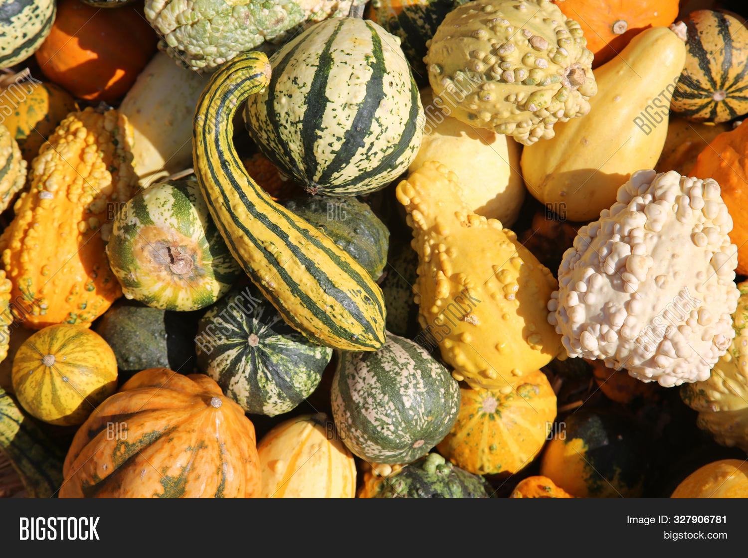 Gourds. Various Types Image & Photo (Free Trial) | Bigstock