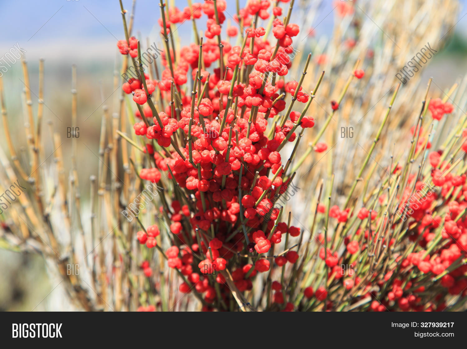 Ephedra Genus Shrubs Image & Photo (Free Trial) | Bigstock