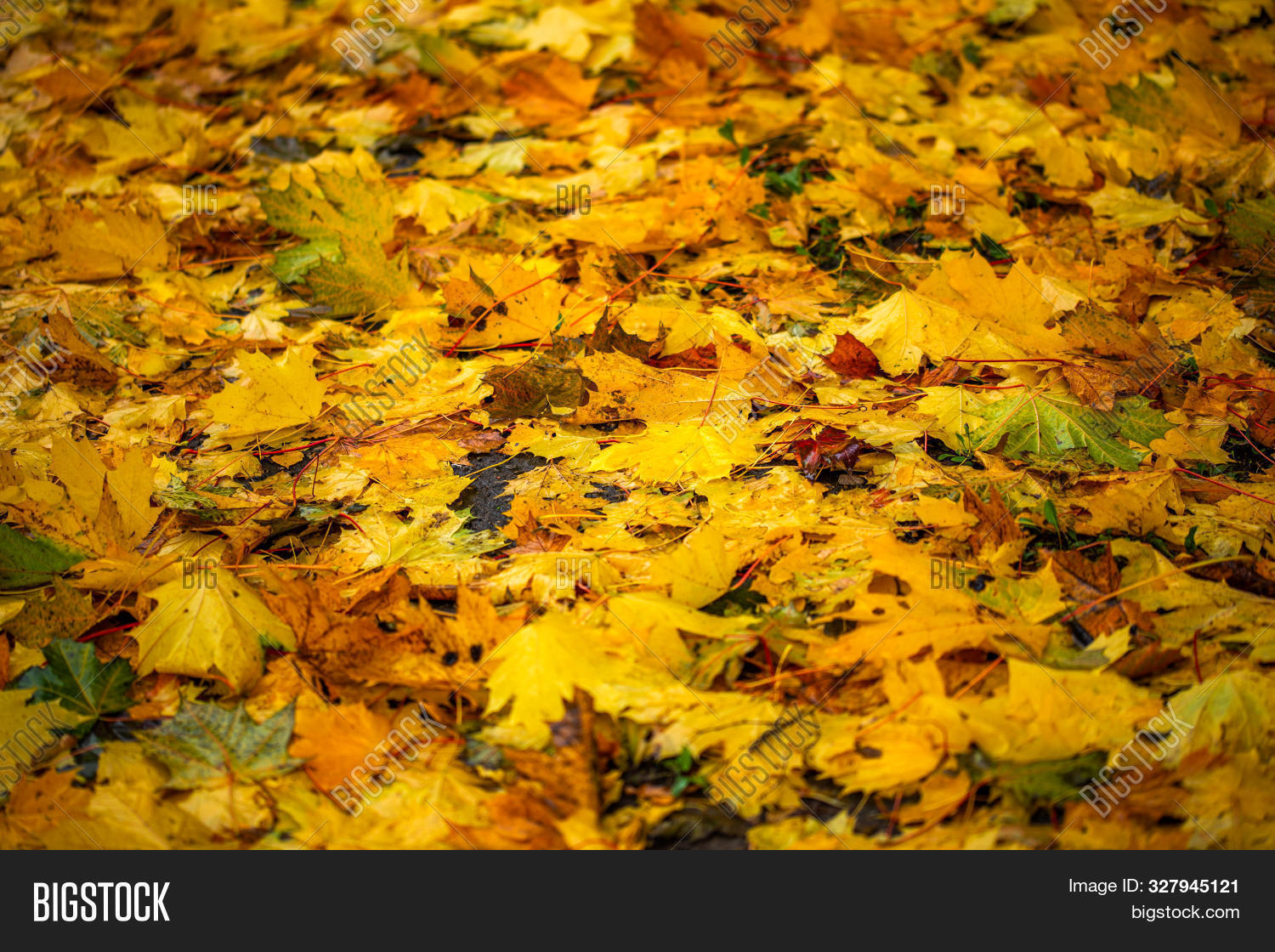 Fallen Maple Leaves On Image & Photo (Free Trial) | Bigstock