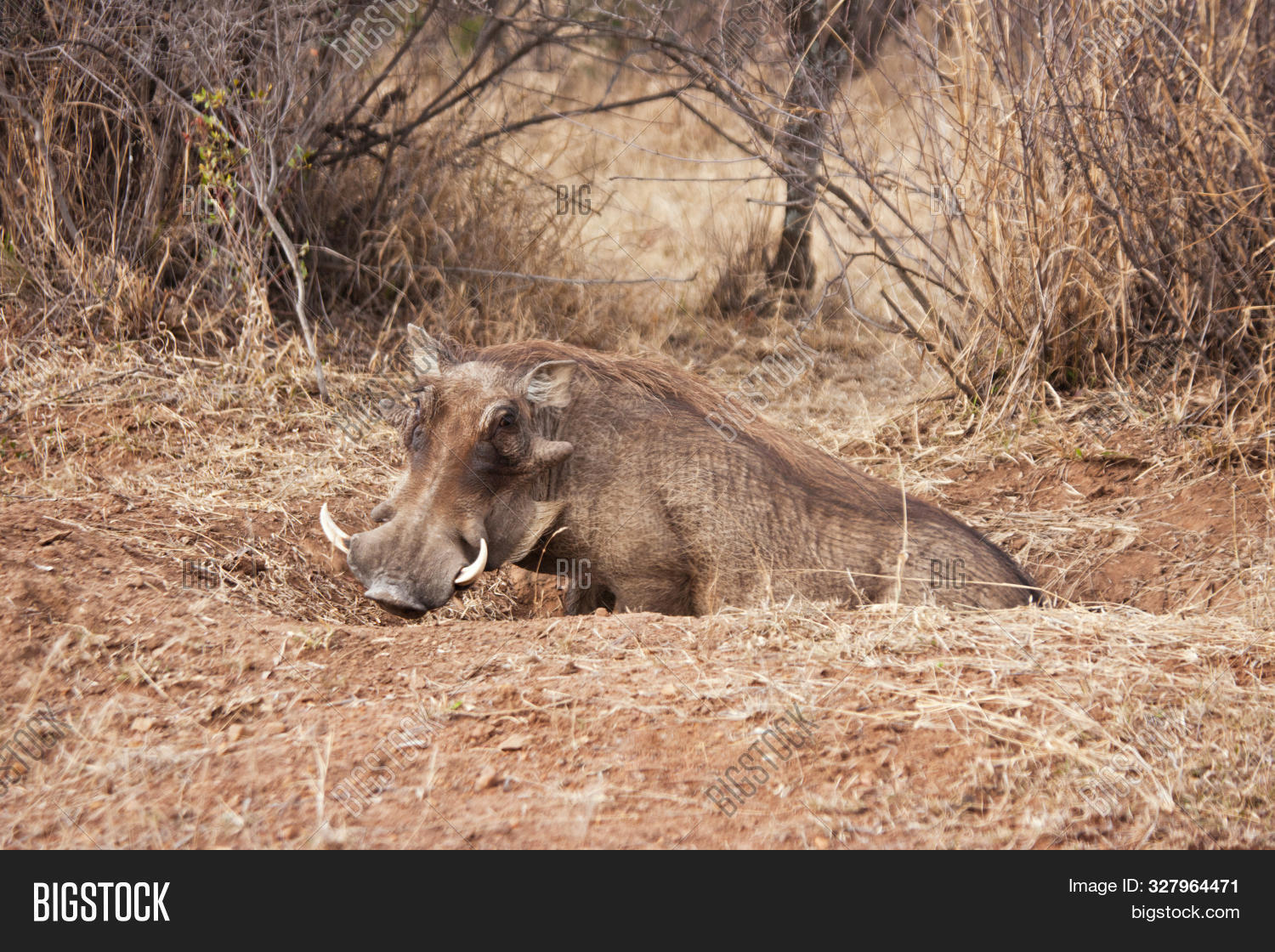 One Warthog Digging Image & Photo (Free Trial) | Bigstock