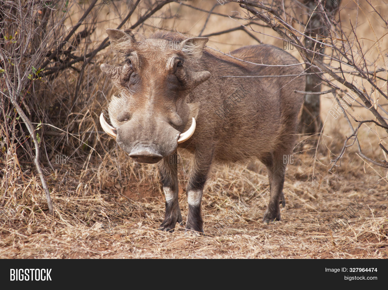 One Warthog Digging Image & Photo (Free Trial) | Bigstock