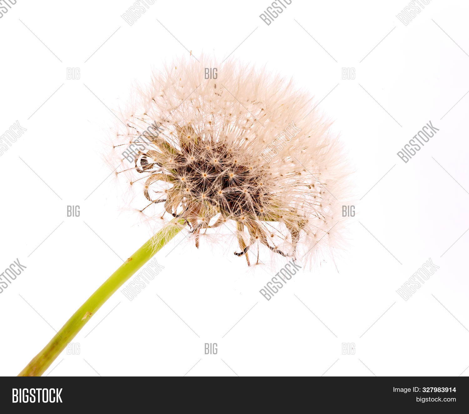 Fluffy Dandelion On Image & Photo (Free Trial) | Bigstock