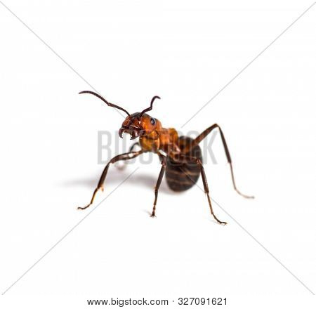 European Red Wood Ant Image & Photo (Free Trial) | Bigstock