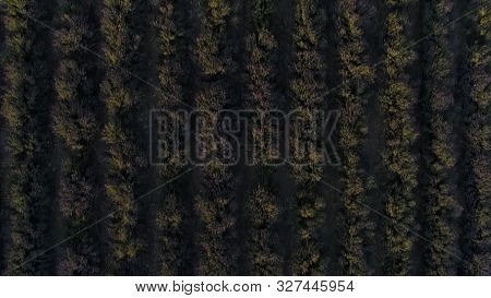Soybean Plant Images, Illustrations & Vectors (Free) - Bigstock